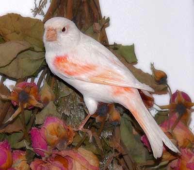 Jenis Jenis Burung Kenari - SitusHewan.com