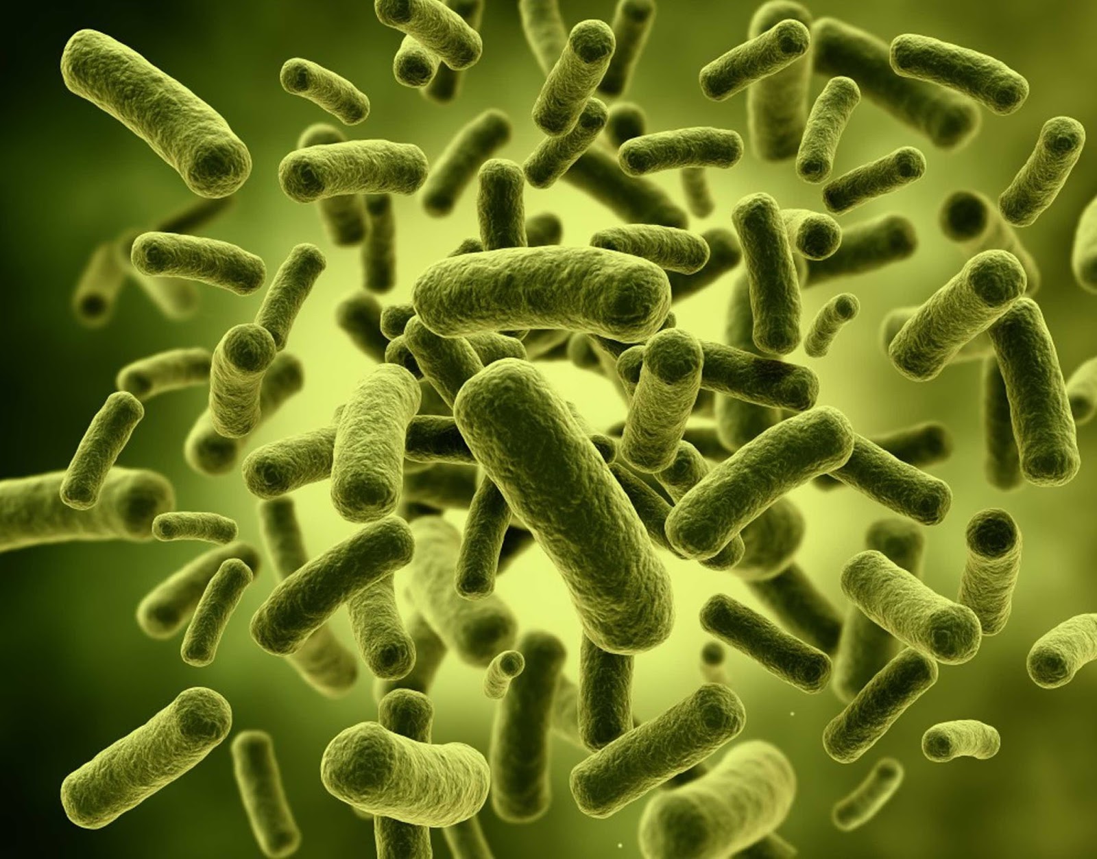 Penampang salah satu bakteri probiotik.