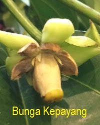 BUAH KEPAYANG - KENALI DIA - Budidaya Tanaman Porang