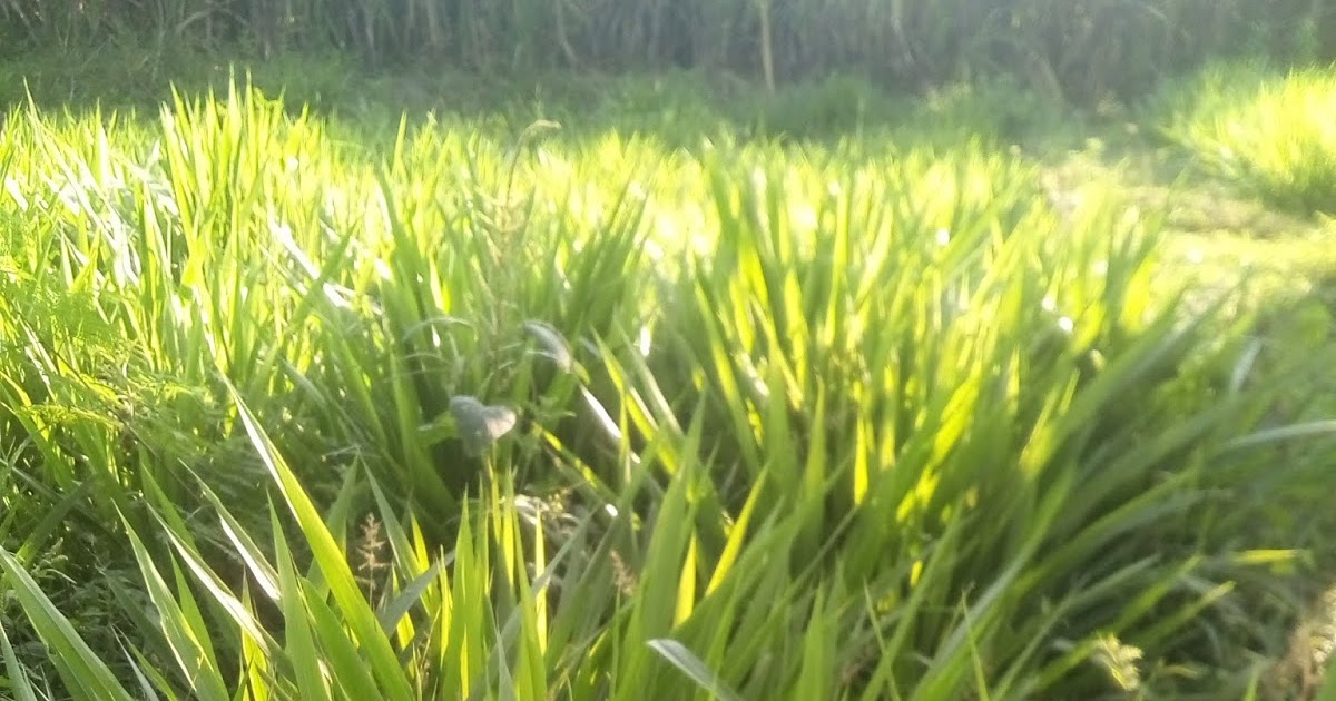 Jual Bibit Rumput Odot : Perbedaan Rumput Odot dan Kolonjono