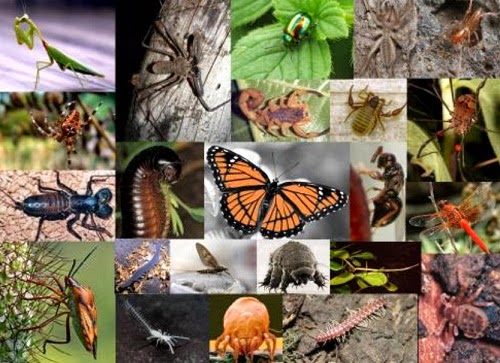 Insetos, Características Gerais dos Insetos