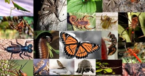 Insetos, Características Gerais dos Insetos ~ Enciclopédia Global™