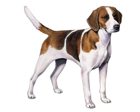 THE FOXHOUND DOG - Top Tips: the Best Tips