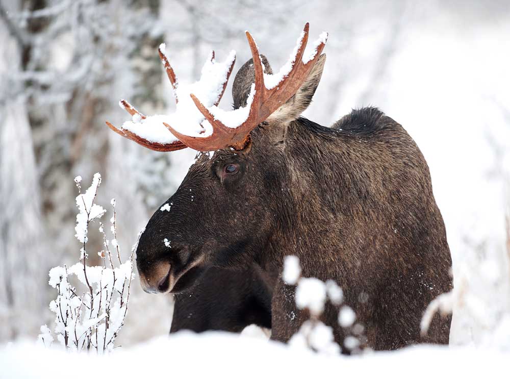 Robin Jenssen/NN: STORT SNØFALL OG ELG