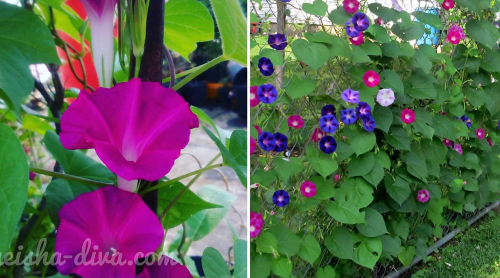 Rumah Bunga Neisha: Cara Menanam Bunga Morning Glory