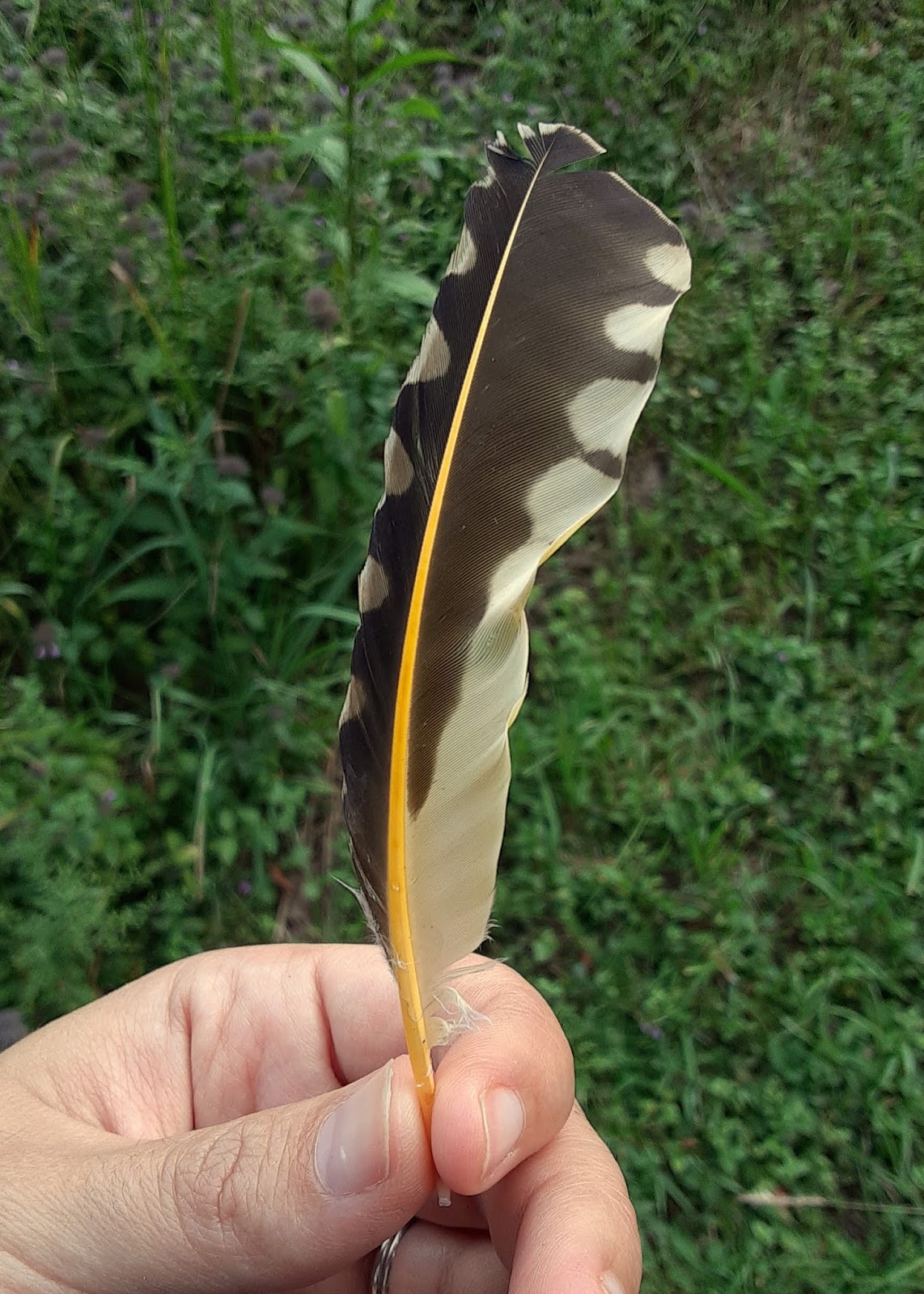 Woods Walks and Wildlife: Mid-summer Sights