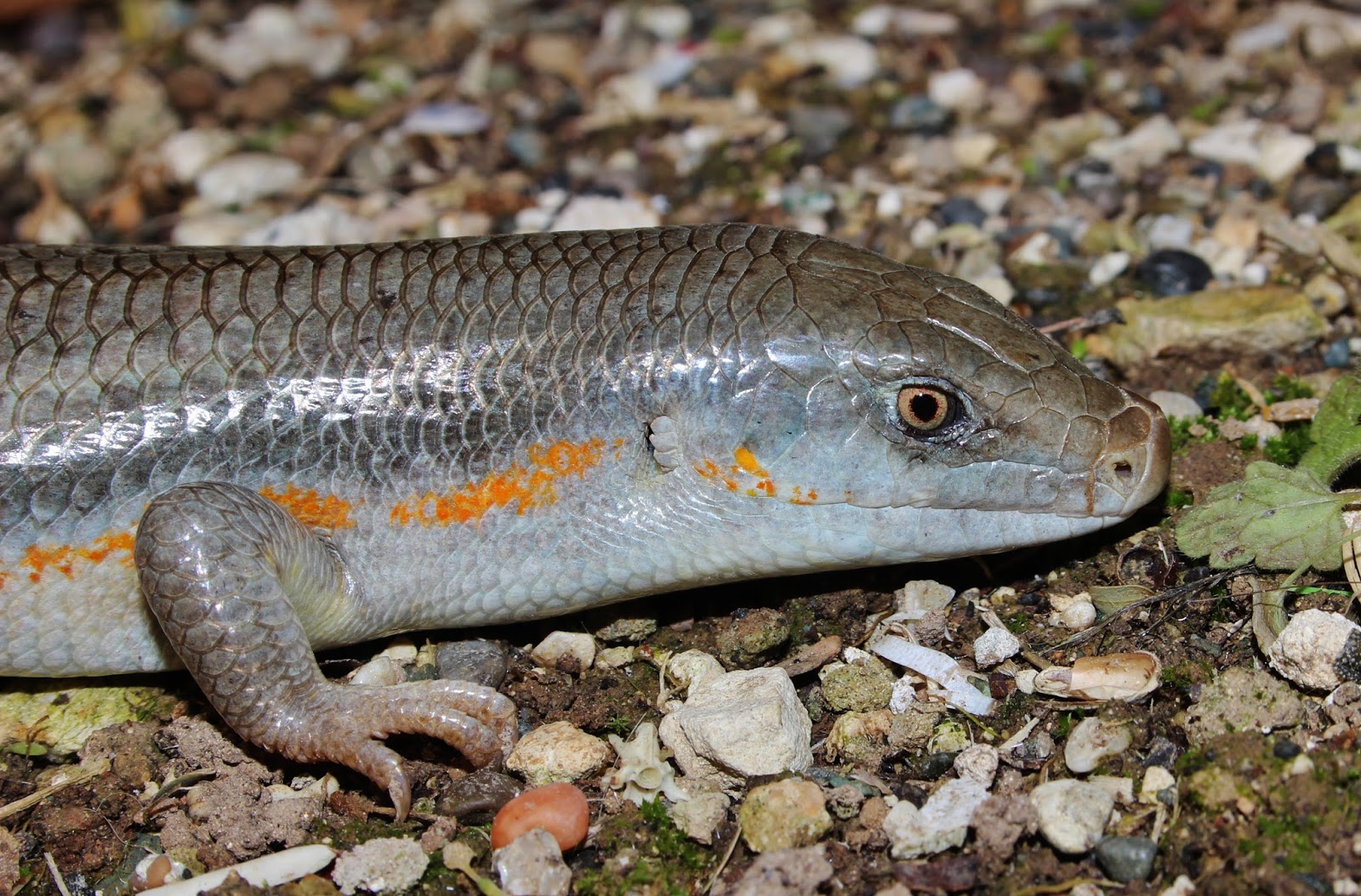 Biodiversity of Cyprus by NGO Protection of the Natural Heritage and ...