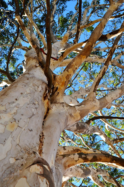 Companhia da Paisagem: Caesalpinia ferrea - Pau ferro