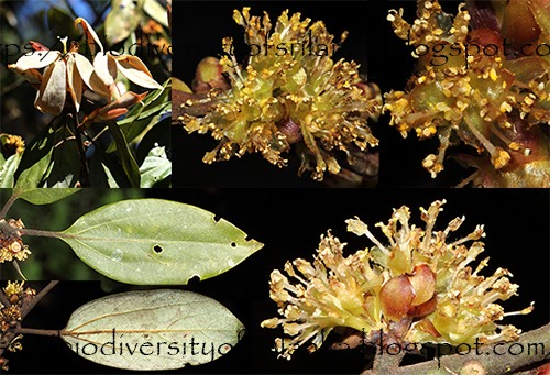 Biodiversity of Sri Lanka: කුඩු දවුල [Kudu Dawula](Neolitsea fuscata)