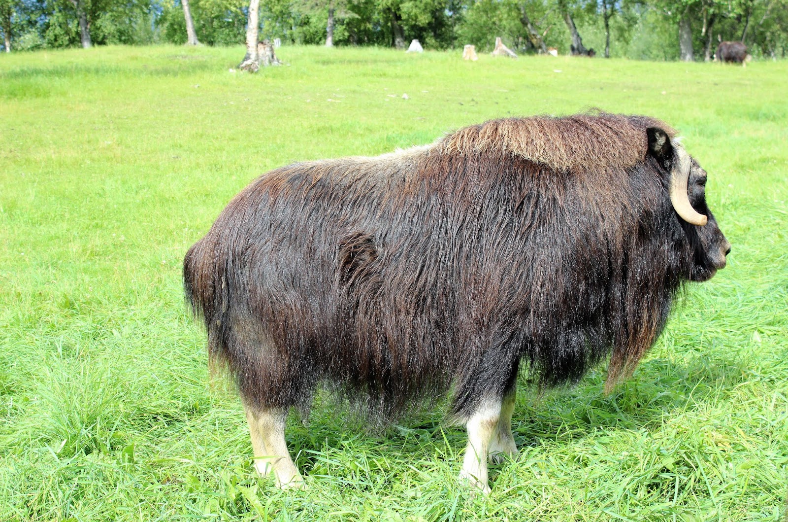 Souvenir Chronicles: ALASKA! A MUSK OX FARM AND A REINDEER RANCH