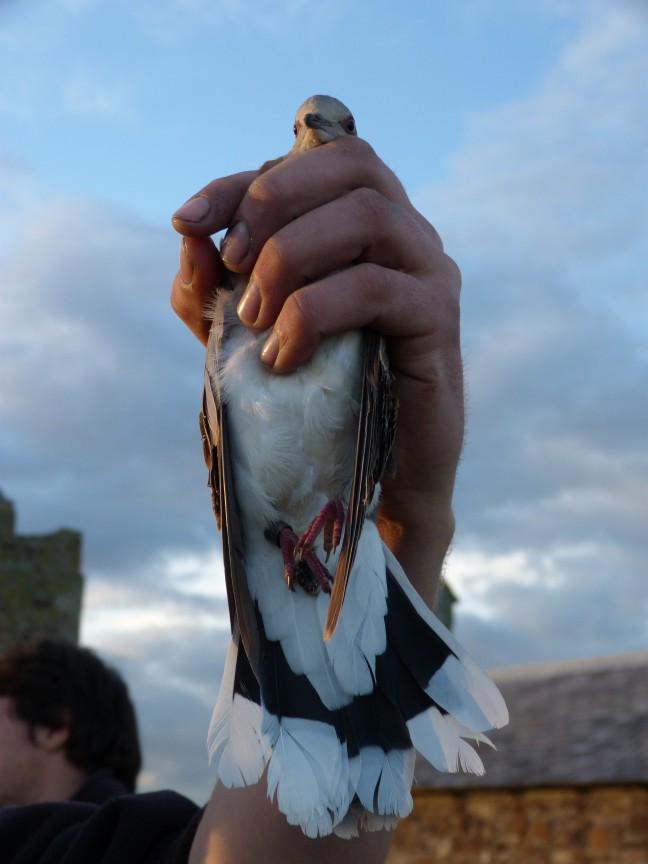 dub-birder: Teenage Mutant Ninja Turtle (Dove)