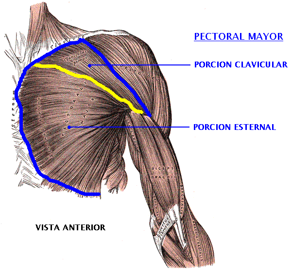 Opiniones de Músculo pectoral mayor