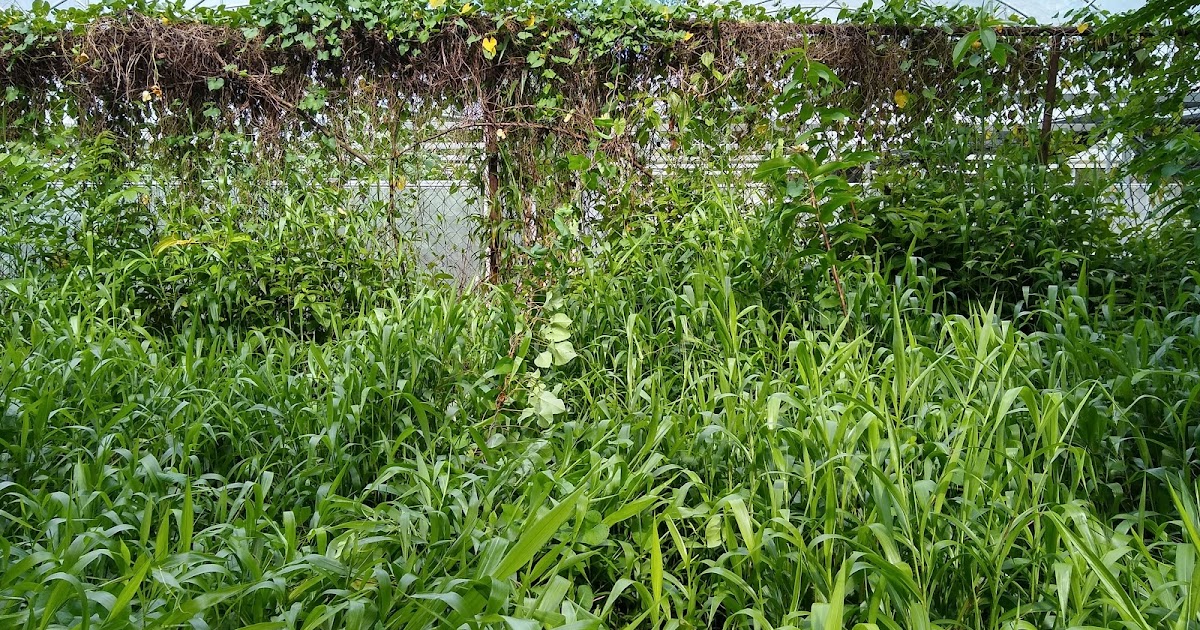 Banana patch photo album