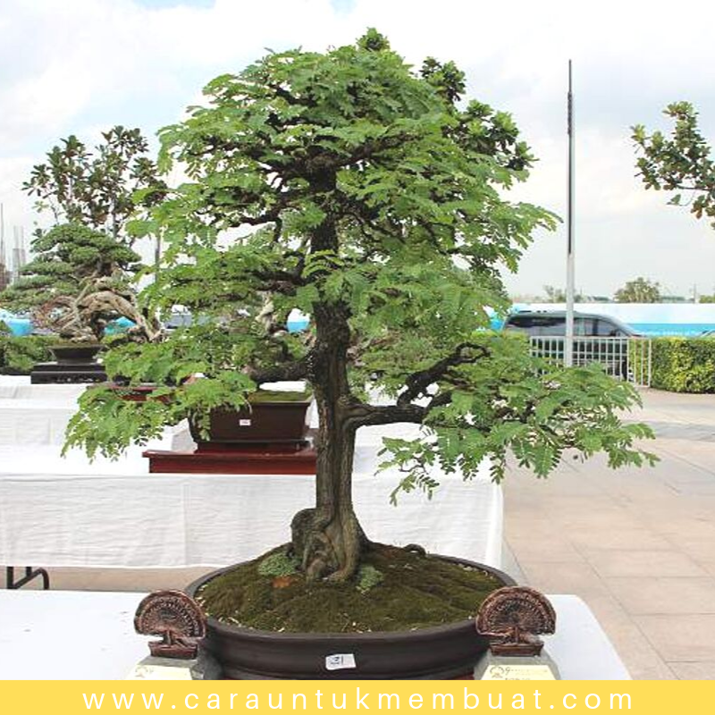 Sketsa Bonsai Asem Jawa - Blogger Bonsai Bengkulu