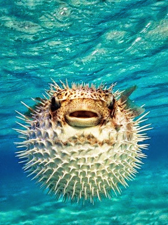 PUFFER FISH photos - wallpapers (ανανεωμένο) | the fun bank
