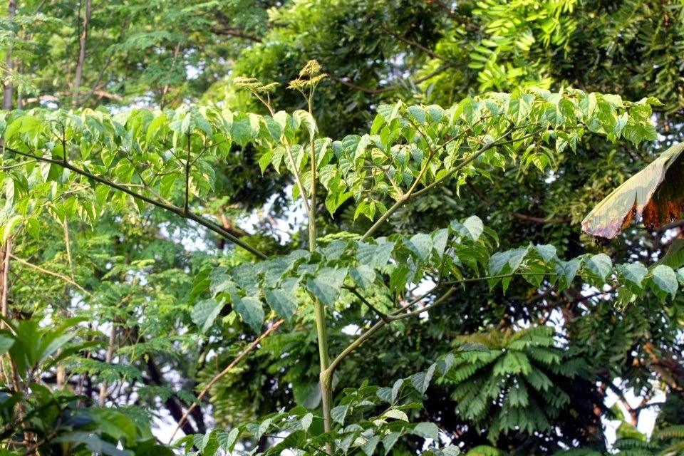 PRODUK ISTIMEWA QALBUN RAHMAH: TERAS EXOTIK POKOK BEKO