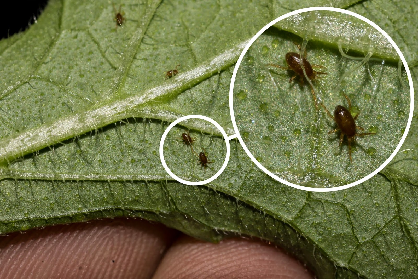 Homo agricola: febrero 2015