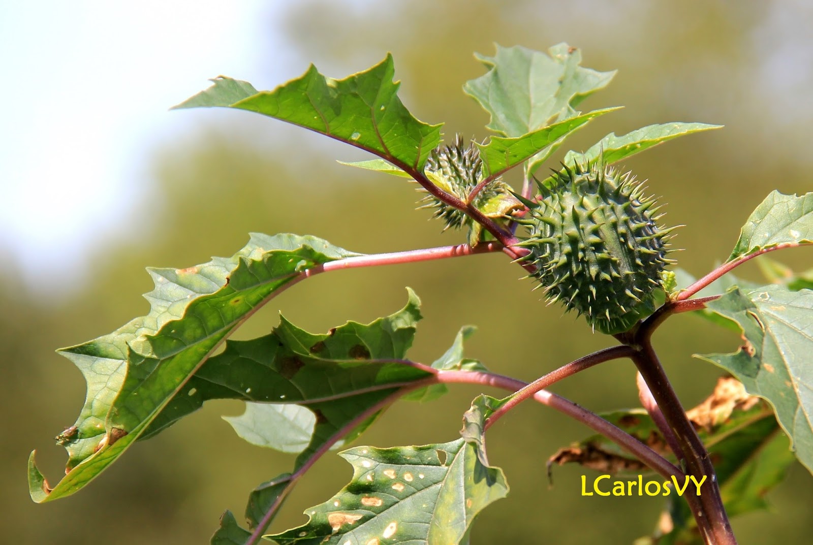 Plantas silvestres de Asturias: Estramonio, fediondu, matatopos ...