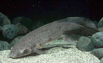 Dipnoo | Naturaleza asombrosa, maravillas naturales