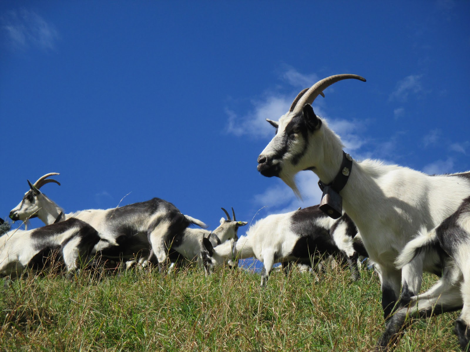 Pfauenziege GR: Züchter in GR