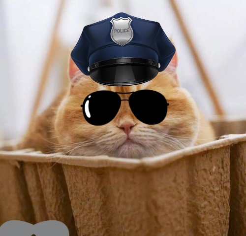 ANIMALS TIME : The best 10 Cats edited pics (las 10 mejores fotos ...