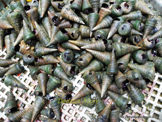 Dedaun Alam: Siput Rodong