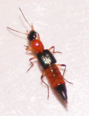 fiqa saiful yezin: Charlie...??binatang apa tuh,omnivor ke karnivor ke ...