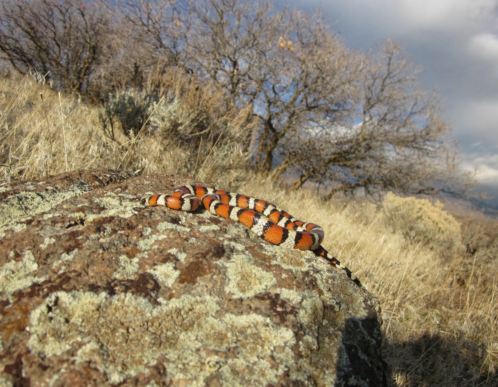 Snakes: Utah Milk Snake