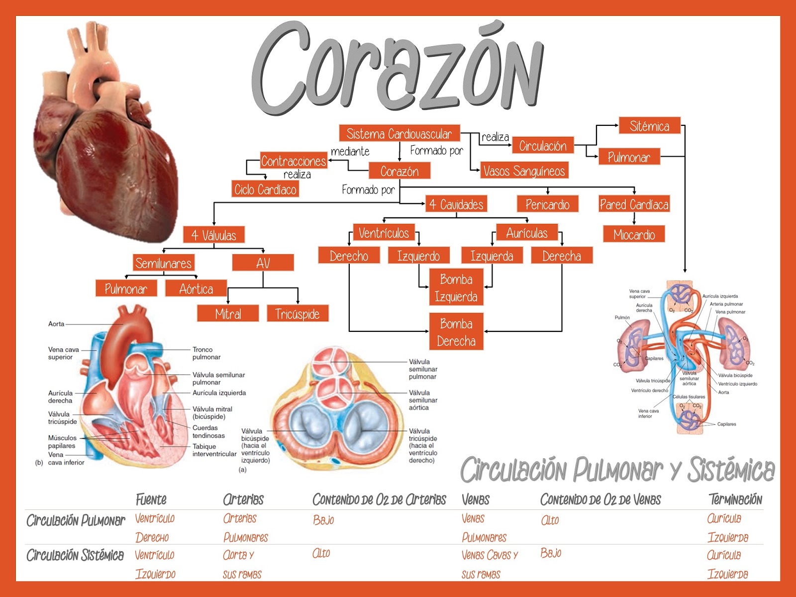 Fisiología Médica: Corazón (Generalidades)