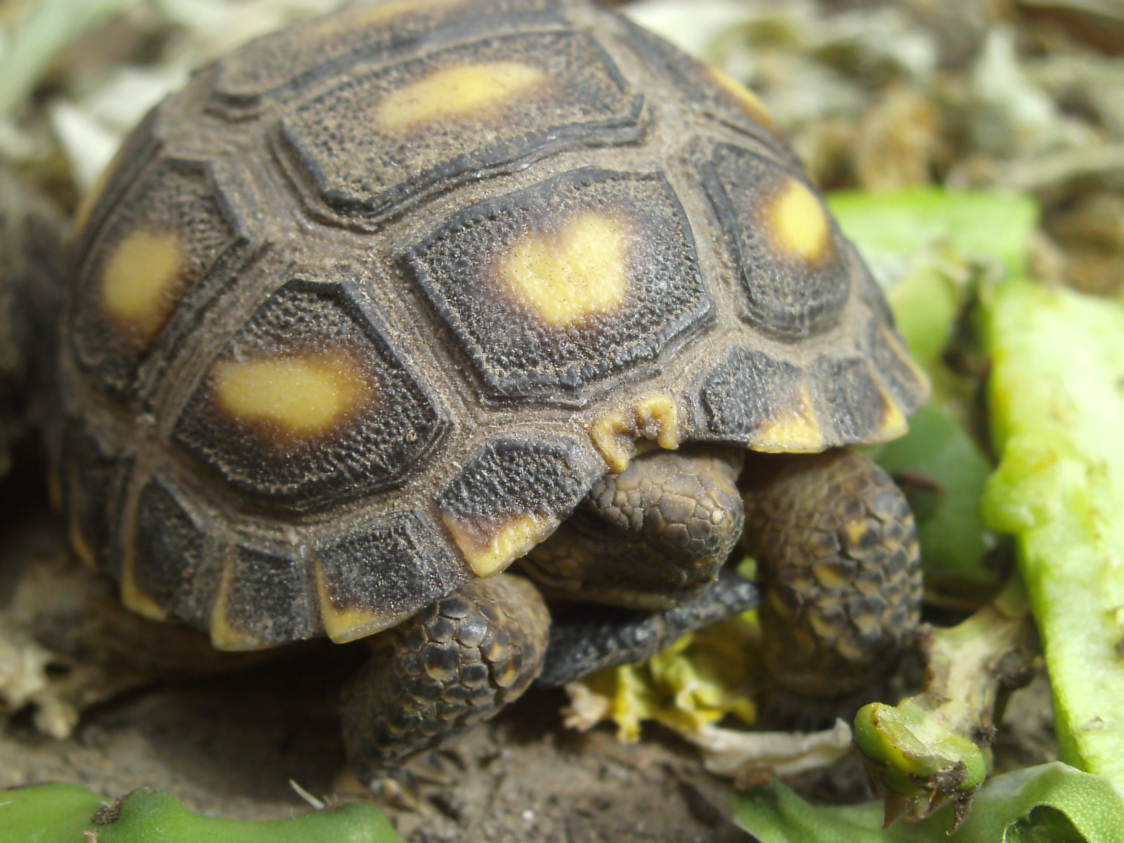CRIADOR DE LA TORTUGA DE TIERRA,GOPEHRUS BERLANDIERI: 01/18/12