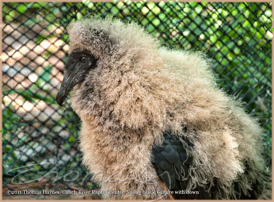 Landing Heron.. awkward beauty Cats, Photos,Jewelry,Jesus: Vultures ...