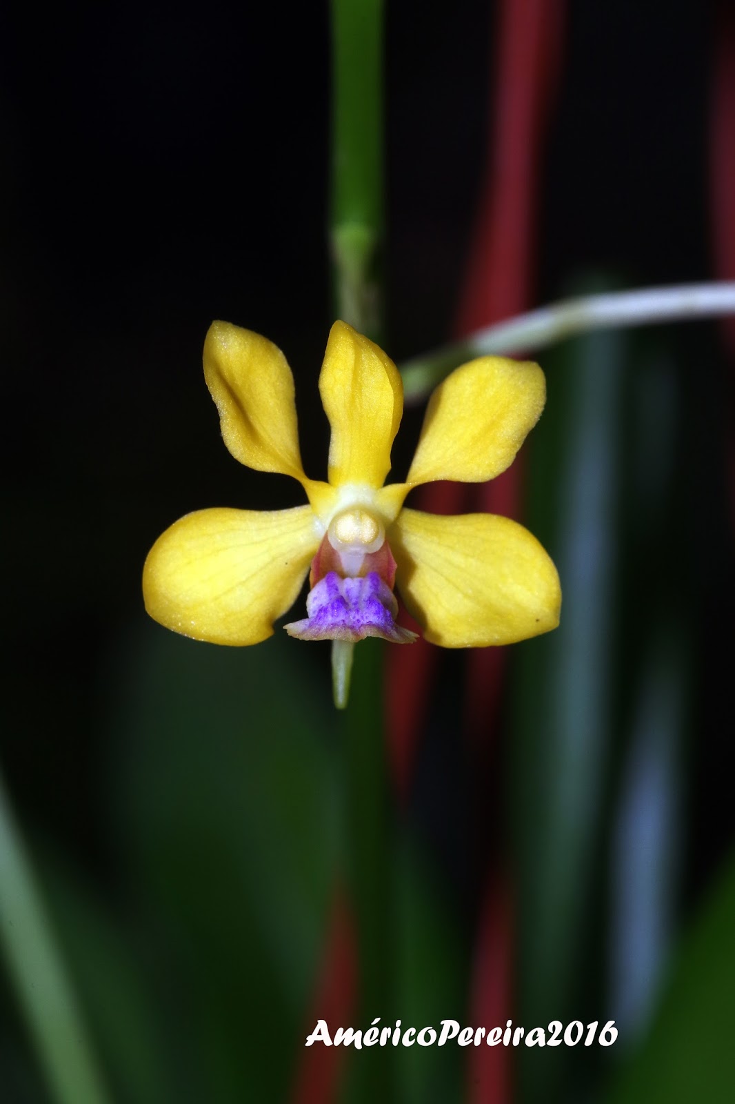 Orquídeas soltas: Vanda testacea