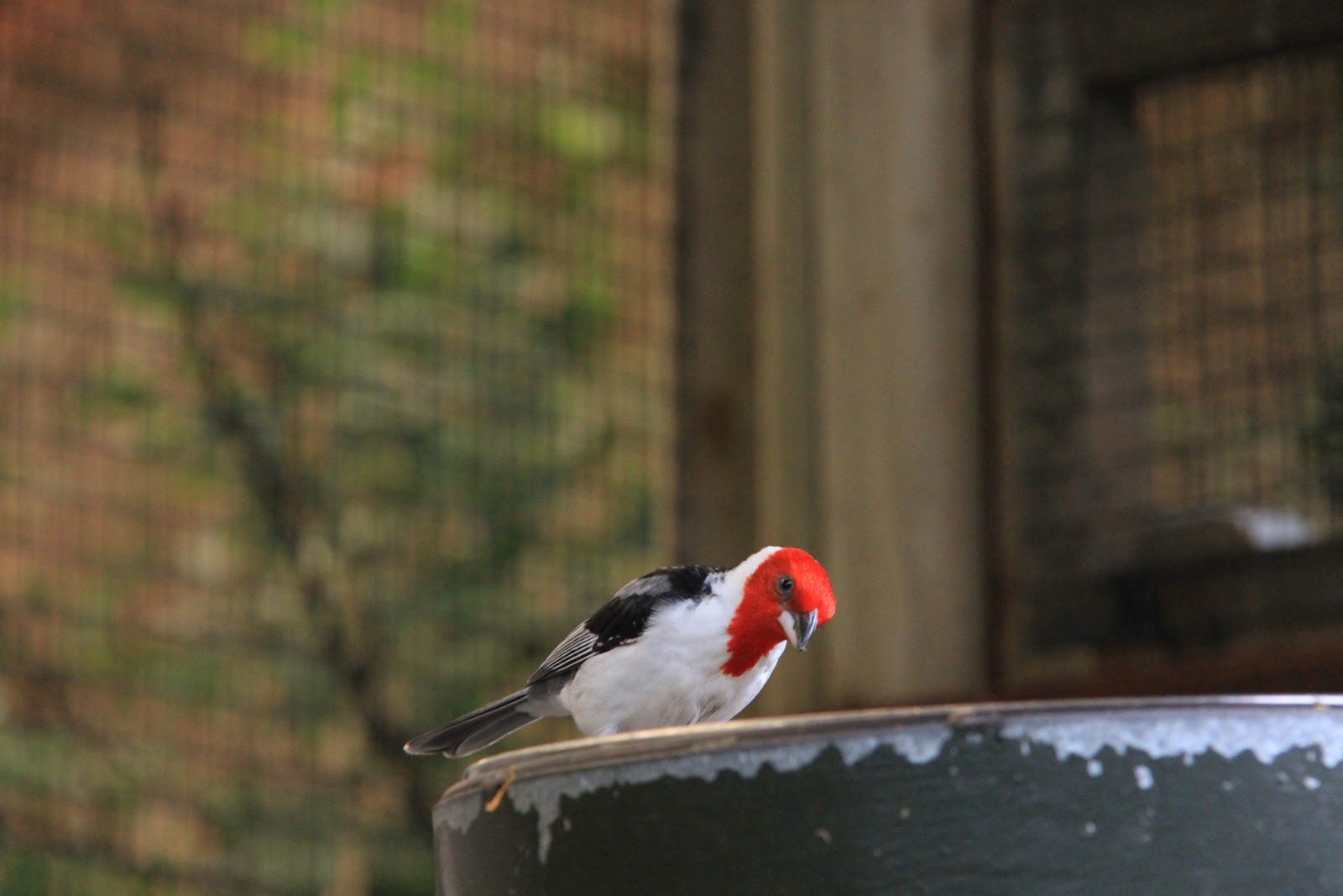 Photos from the life of a Welshman: Chester zoo birds