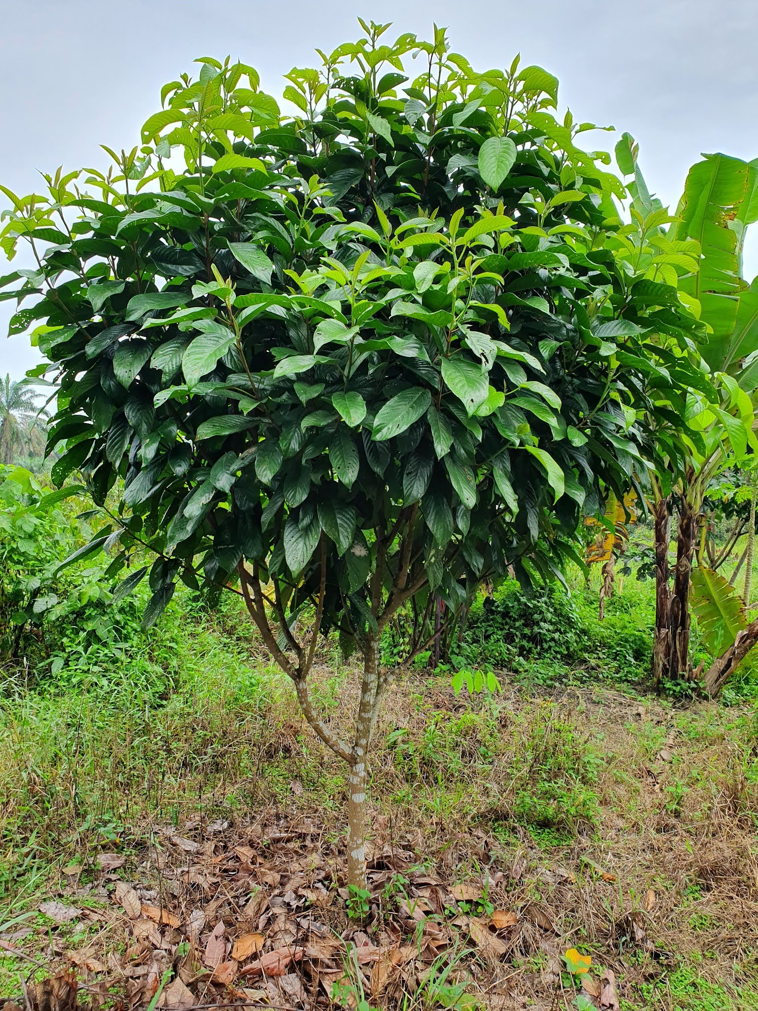 Warisan Petani: Buah Rambai : Buahan Tempatan Bermusim Terakhir