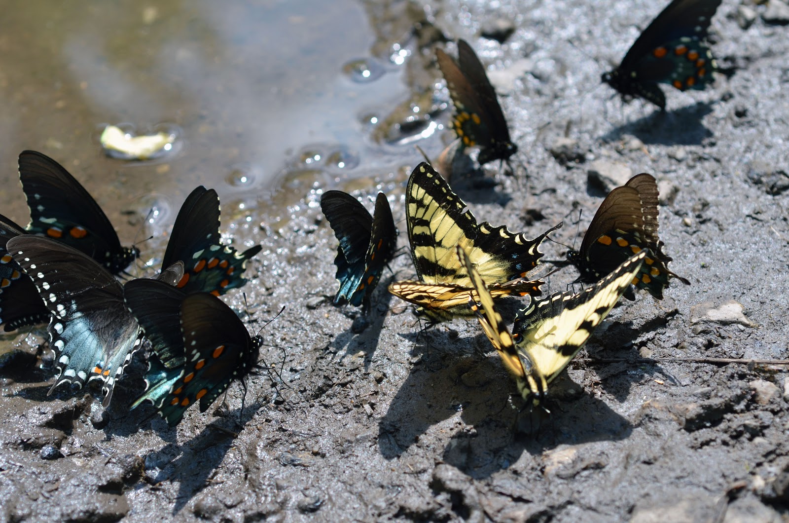 Virginia Living Museum | Candy darters (Etheostoma osburni) in Big ...