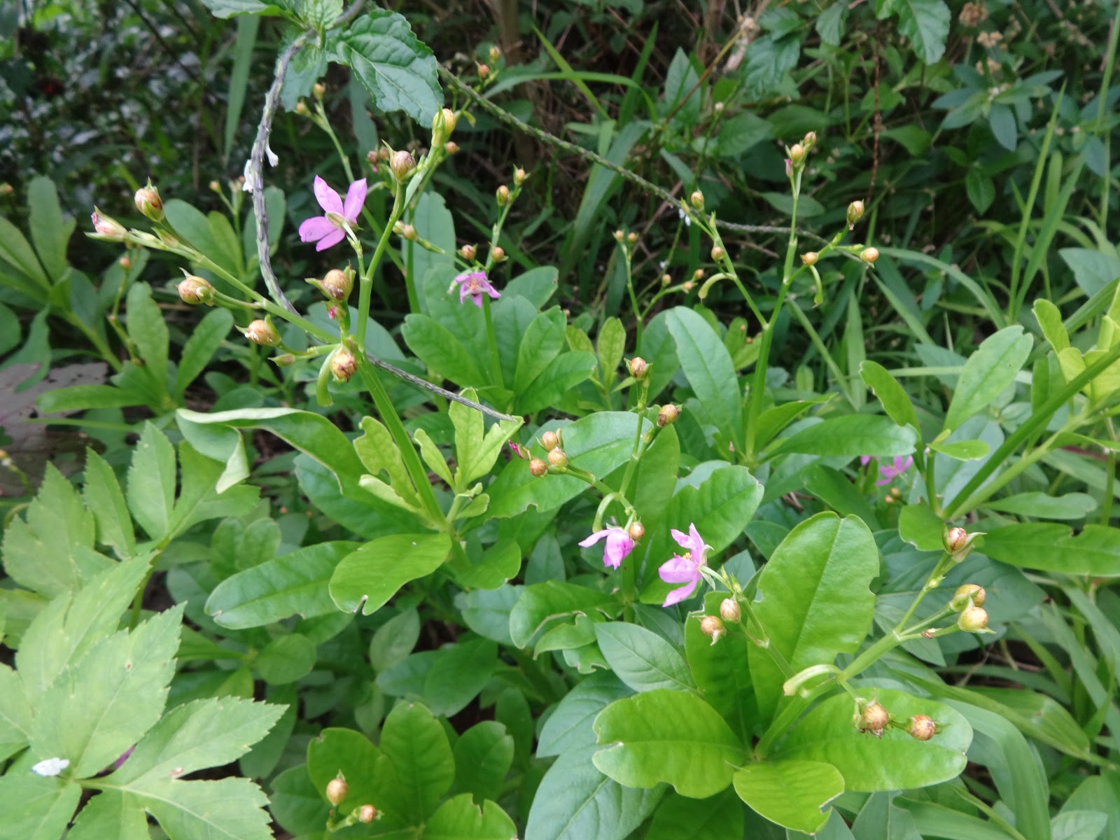 Herbs from Distant Lands: Talinum triangulare - Philippine Spinach ...