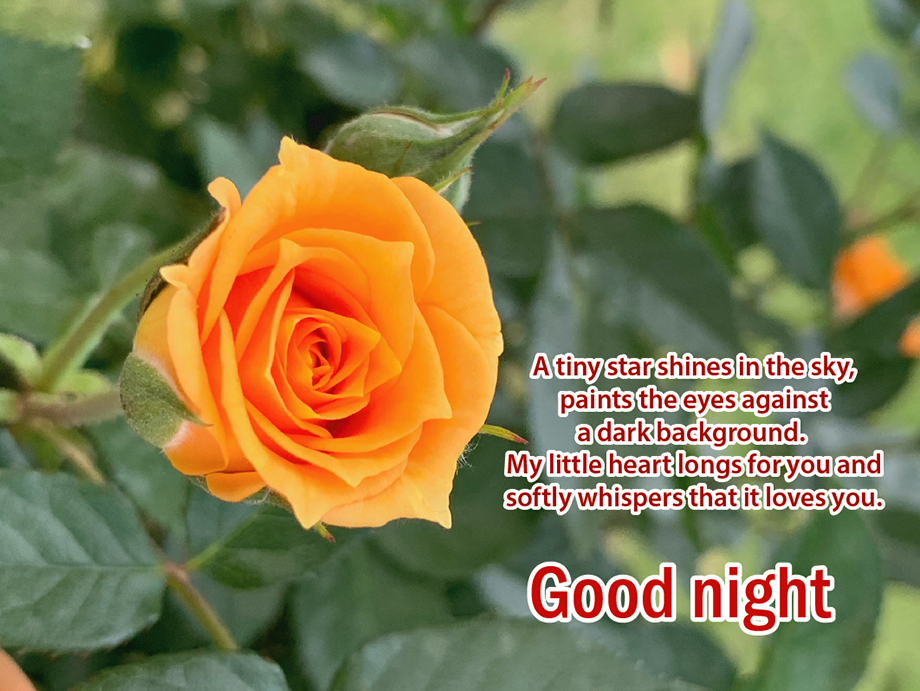 Good Night Messages, Wishes and Quotes – Good night Wishes SMS