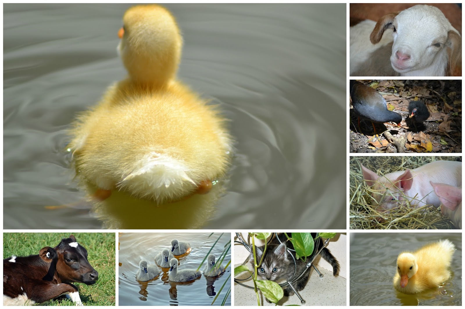 TheA+ Photography: 365 Days In Nature - May 2014