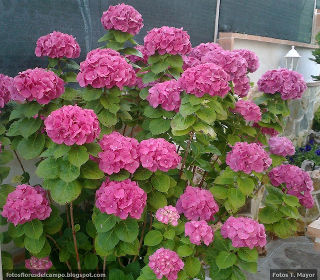 Flores y plantas silvestres: " Hydrangea macrophylla ". Hortensia.