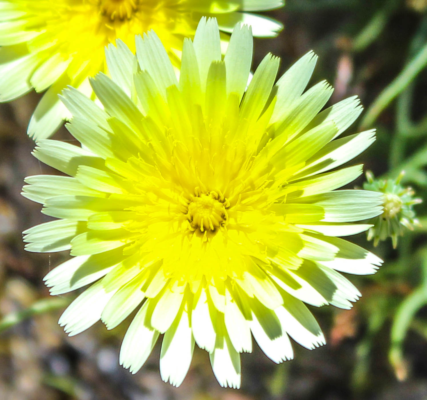 Cannundrums: Desert Dandelion
