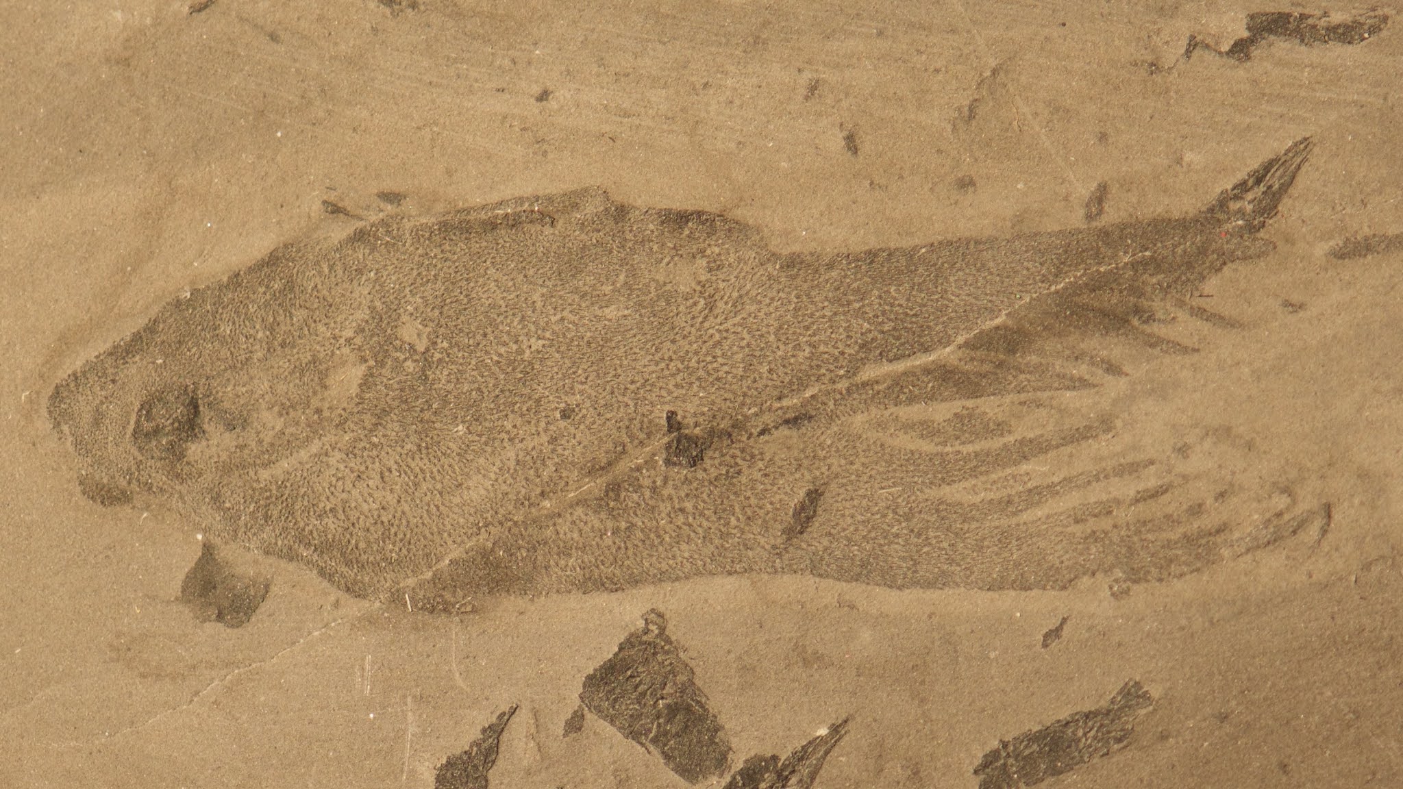 Middle-Devonian Life III: Vertebrates