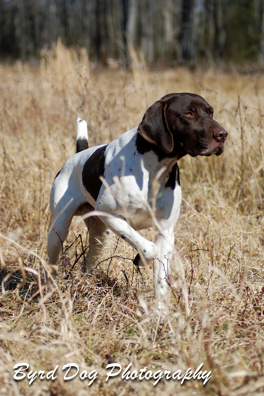 Adventures of a GSP Hunting Dog: A Day at the Eastern GSPC Field Trial