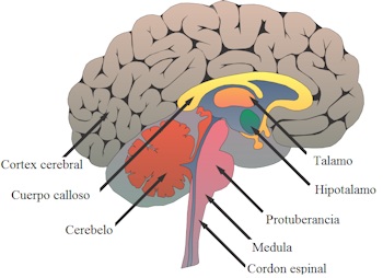 Imagenes del cerebro humano y sus partes en ingles - gertyspan