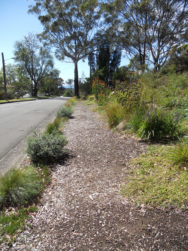 Try growing: a native verge | Growing Illawarra Natives