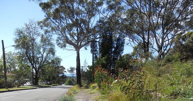 Try growing: a native verge | Growing Illawarra Natives