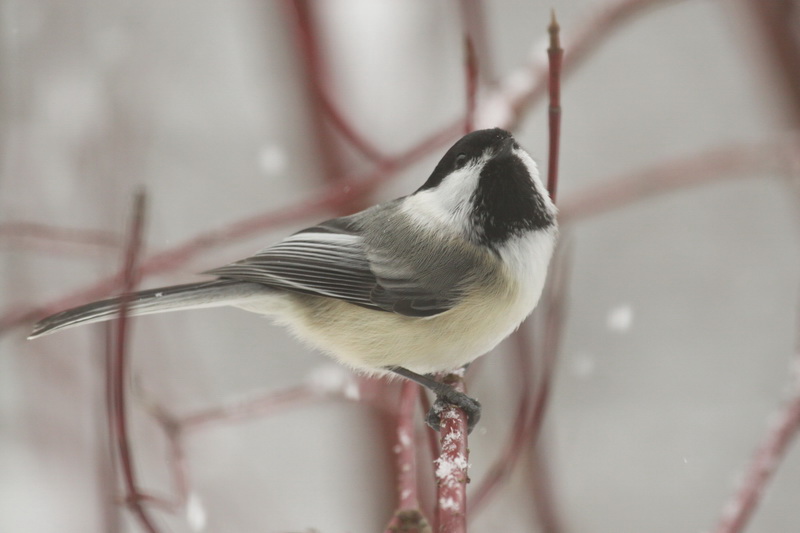Tails of Birding: Chick-a-Dee-Dee-Dee