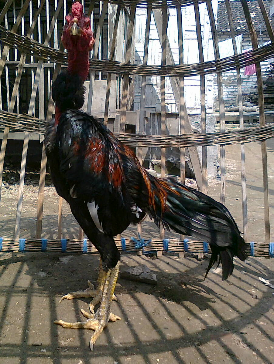 PETERNAKAN AYAM SAIGON GUNDUL IMPORT: PEJANTAN IMPORT