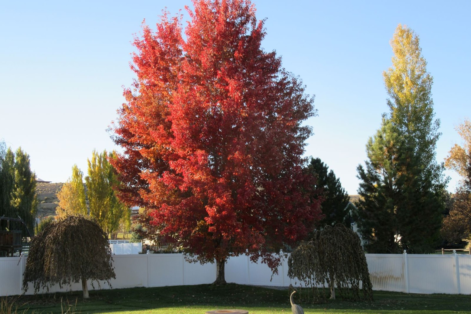 Mother Nature's Montrose Garden: Creating Your Colorado-friendly Garden ...