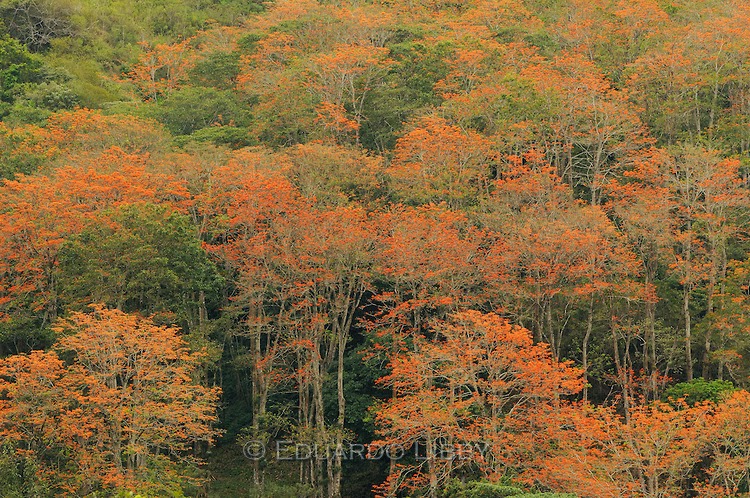 ARBORETUM: FEBRERO el Cámbulo