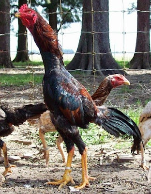 QUE TIPO DE JUEGO TIENE MI GALLO DE PELEA